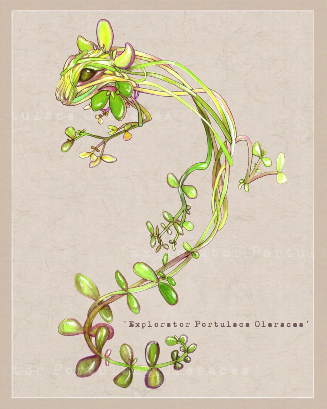 Explorator Portulaca Oleracea - 8x10 or 11x14 Print - Yardwork Fantasy ...