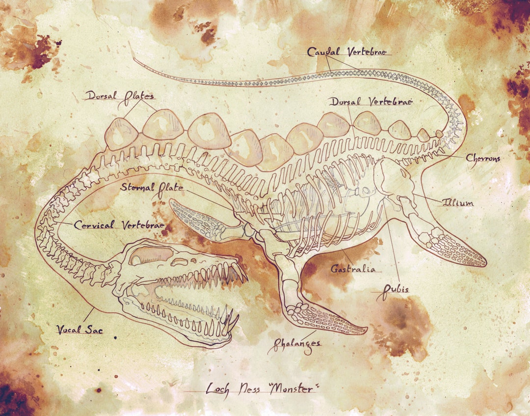 Loch Ness Anatomy Diagram - 8x10, 11x14, or 17x22 Poster - Fantasy Wall ...