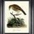AUDUBON BIRD PRINT 8X10 Art 1 American Goldfinch Antique Beautiful ...