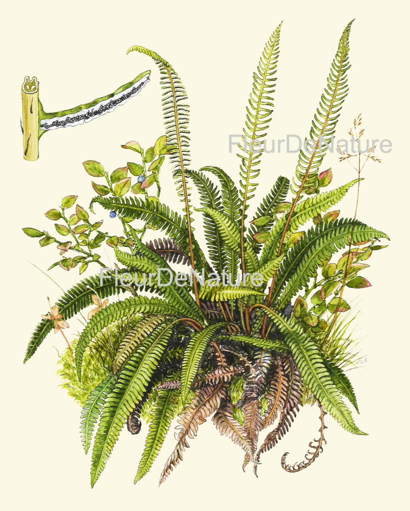 Botanical Fern Print Art 19 Beautiful Green Fern Forest Green Spring ...