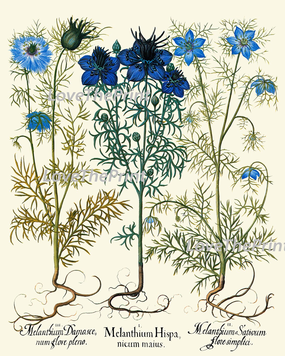 Blue Botanical Flower Print Set of 12 Besler Wall Art - Etsy