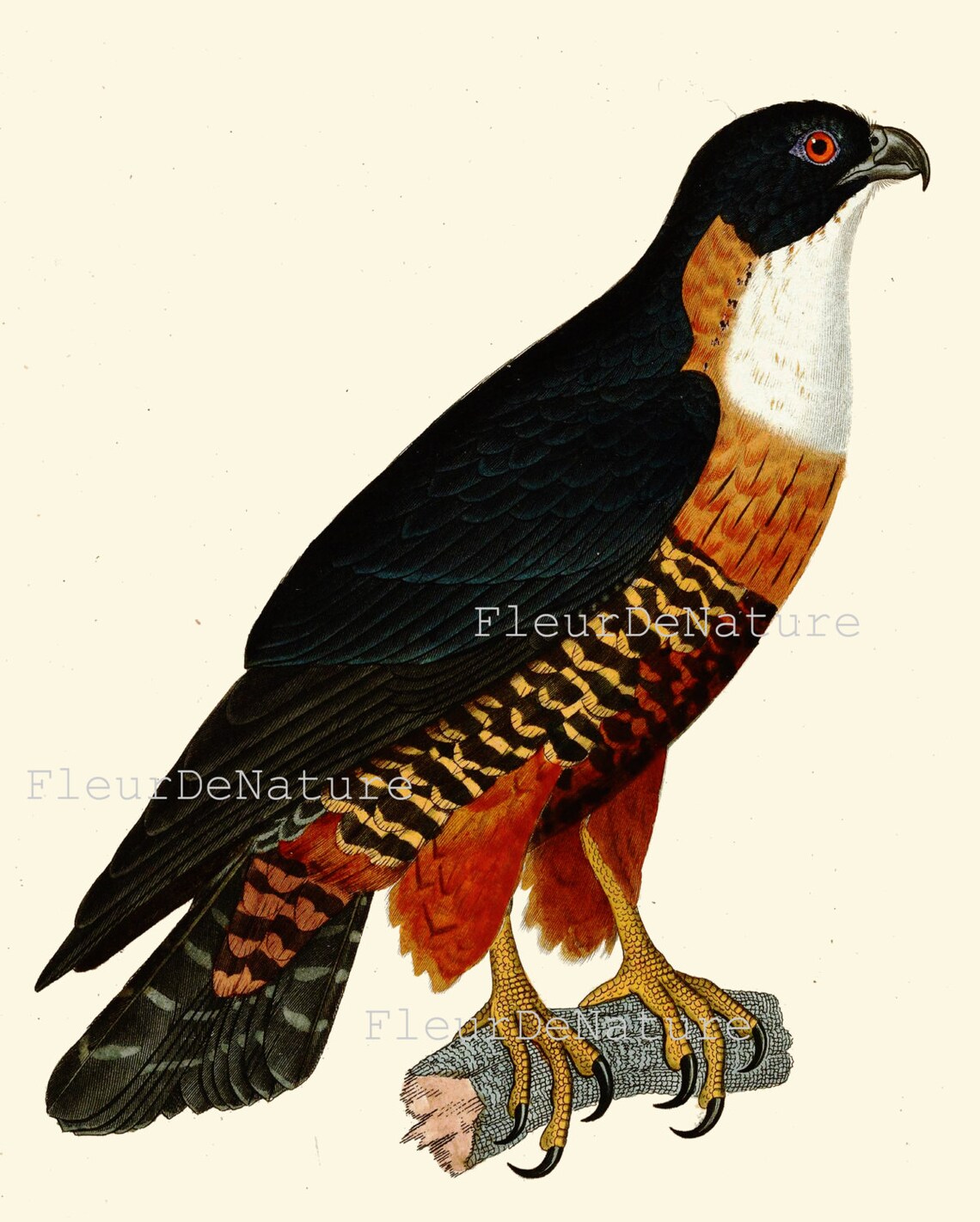 BIRD PRINT 8X10 Art Print 8 Antique Beautiful Colored Orange | Etsy