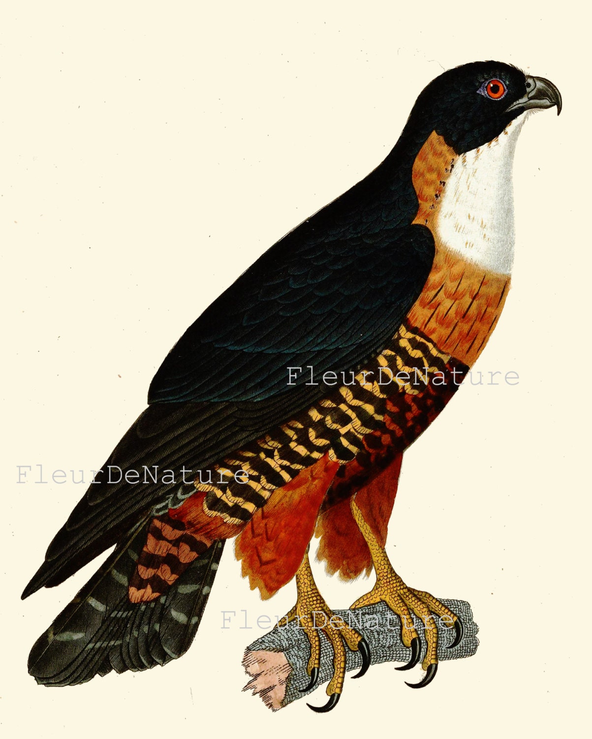BIRD PRINT 8X10 Art Print 8 Antique Beautiful Colored Orange Breasted ...