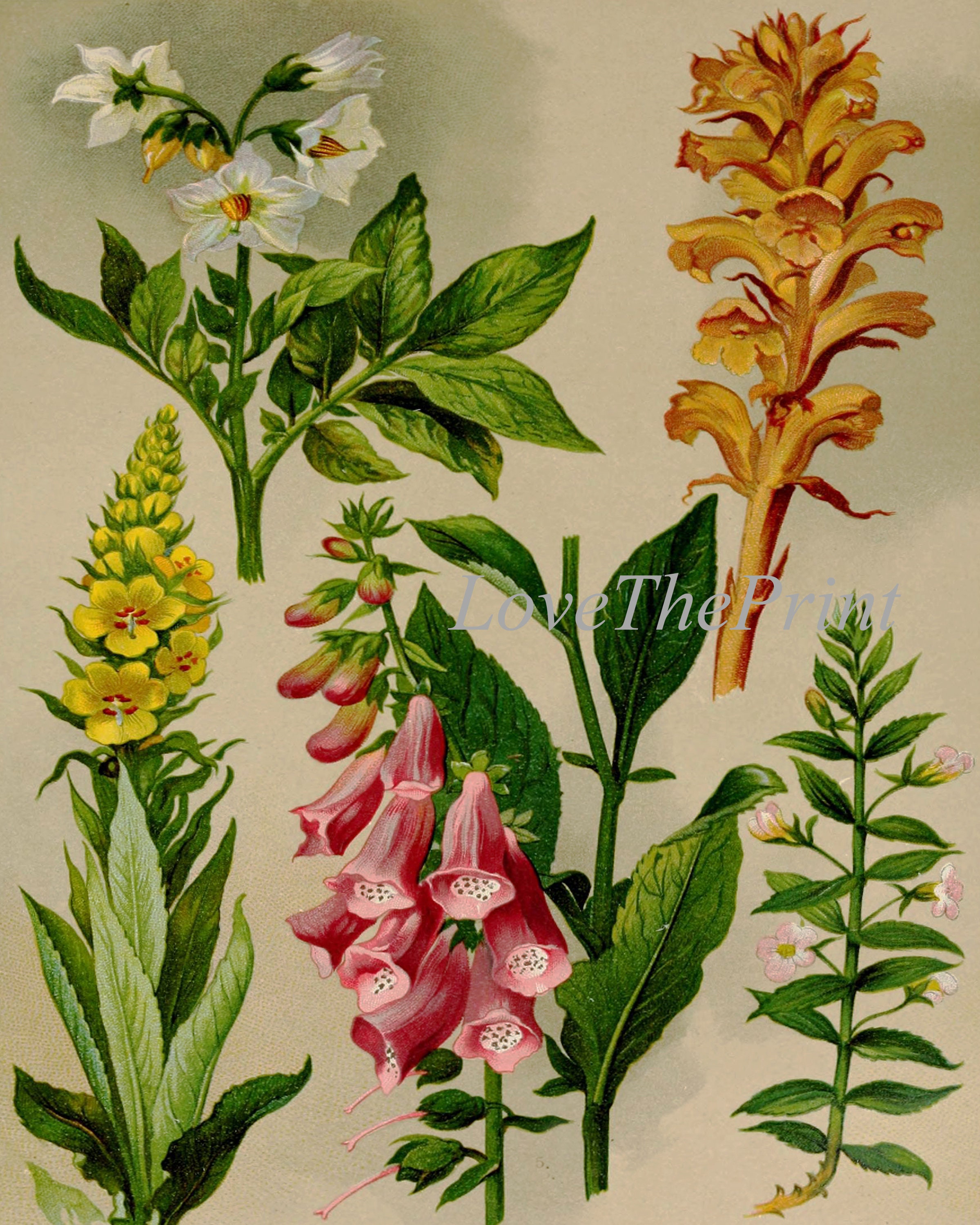 Vintage Wildflower Botanical Print SET of 6 Prints Wall Art Beautiful ...