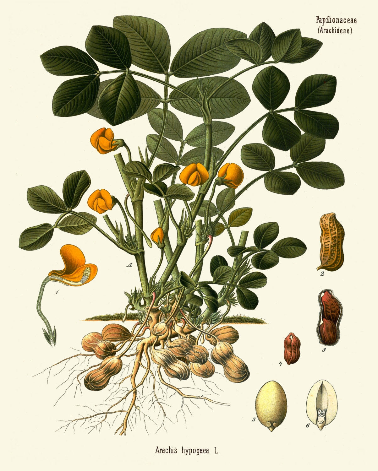 Peanut Botanical Art Print Kohler Herb 8x10 Art 20 Beautiful | Etsy