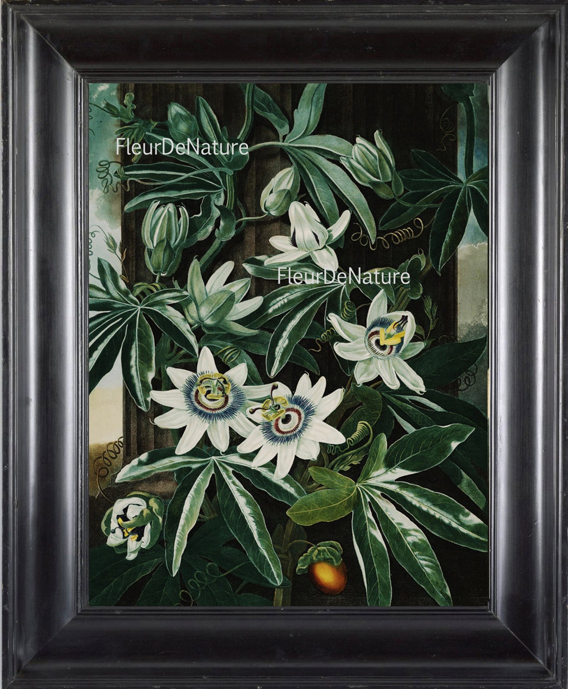 BOTANICAL PRINT THORNTON 8x10 Botanical Art Print 16 Beautiful | Etsy