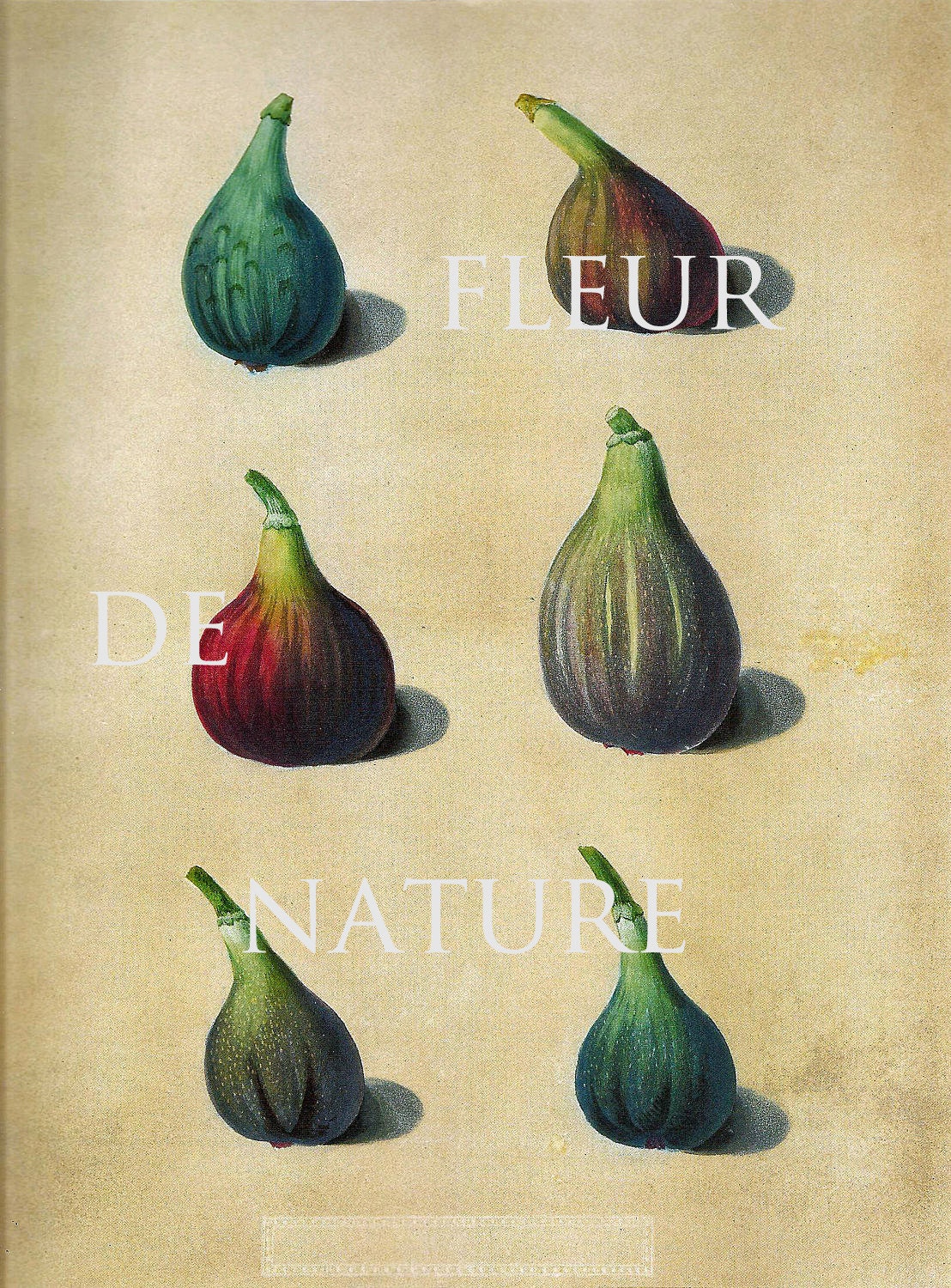 FRUIT PRINT Figs 8X10 Botanical Art Print 10 Antique Brookshaw | Etsy