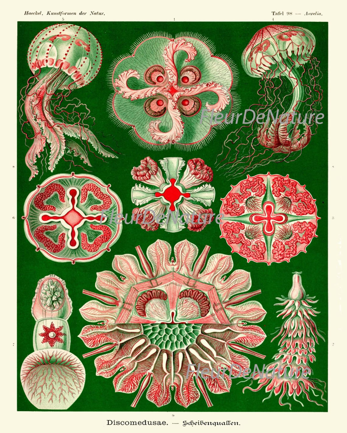 Jellyfish Print Ernst Haeckel 8X10 Art 31 Beautiful Coral - Etsy