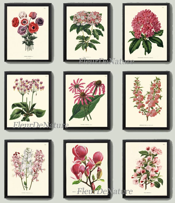 Antique Botanical Flower Print SET of 9 Art Print Beautiful - Etsy