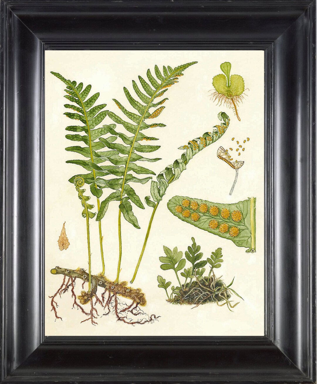 FERN PRINT Lindman 8X10 Botanical Art Print 1 Antique Beautiful Green ...
