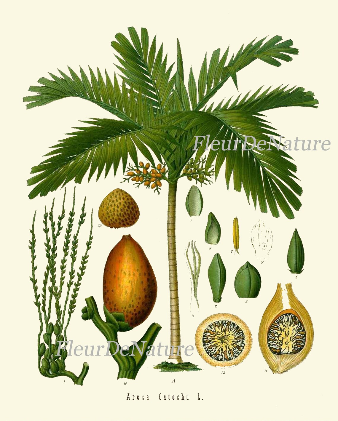 Palm Tree Print Set of 2 Botanical Art Print Antique Tropical | Etsy