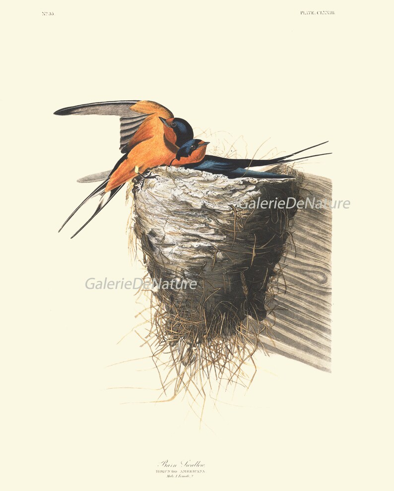 AUDUBON BIRD PRINT 8X10 Art 19 Barn Swallow Nest Natural - Etsy