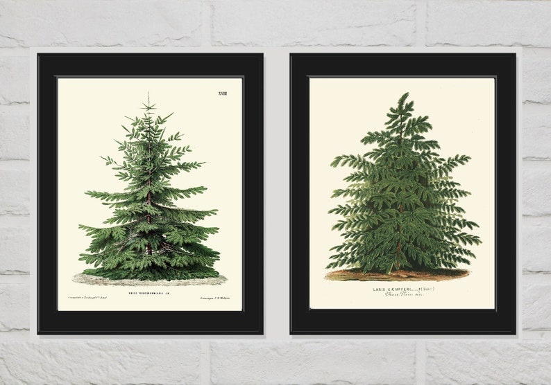 Christmas Tree Pine Fir Print SET of 2 Botanical Beautiful - Etsy