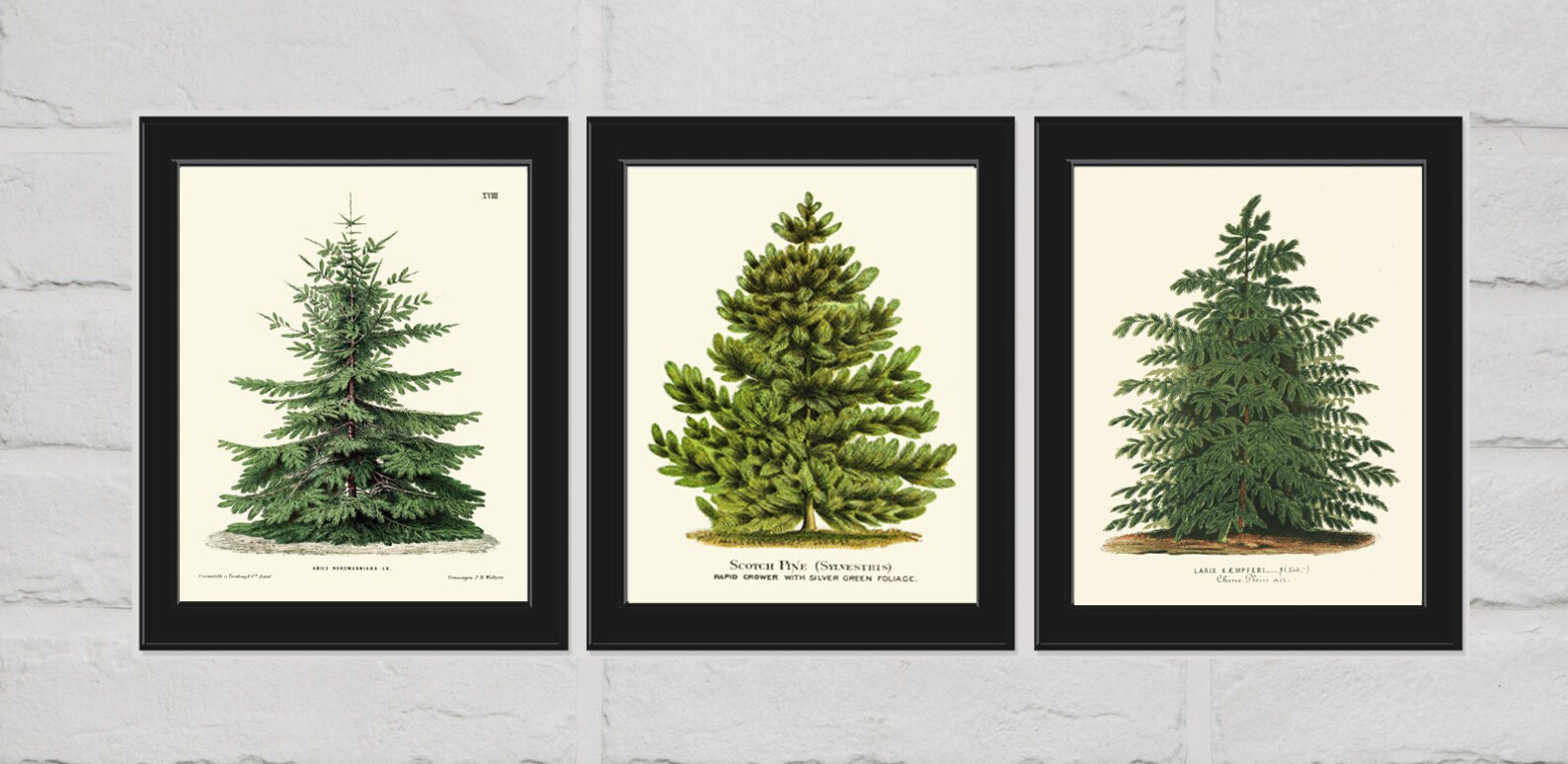 Christmas Tree Pine Fir Print SET of 3 Botanical Beautiful - Etsy
