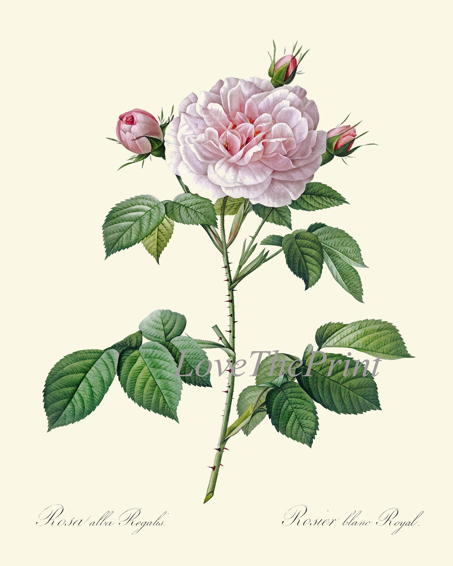 Vintage Roses Botanical Print Set of 9 Wall Art Prints Pink | Etsy