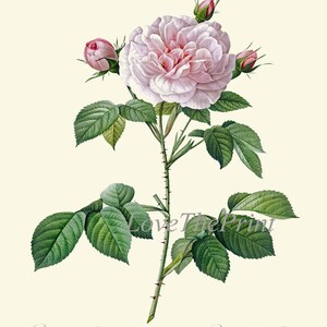 Vintage Roses Botanical Print Set of 9 Wall Art Prints Pink White ...