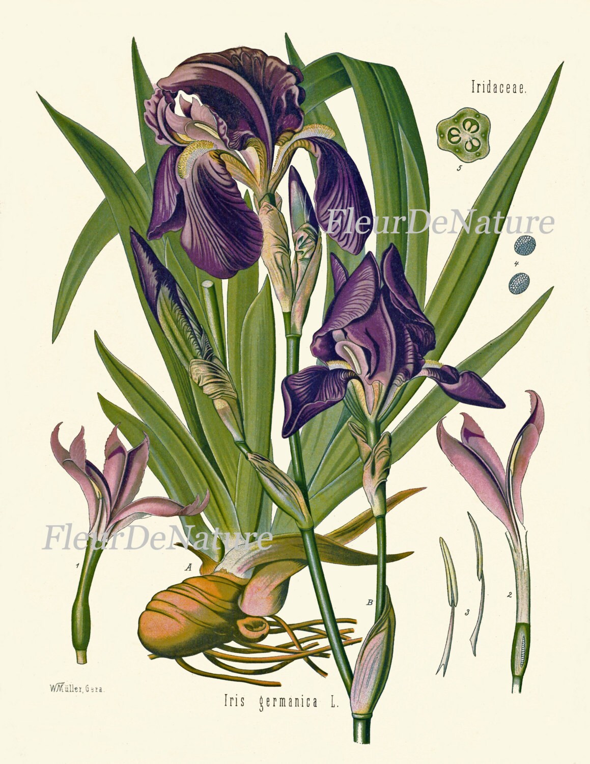 Iris Botanical Set of 3 Art Prints 8x10 Antique Beautiful Spring Summer ...