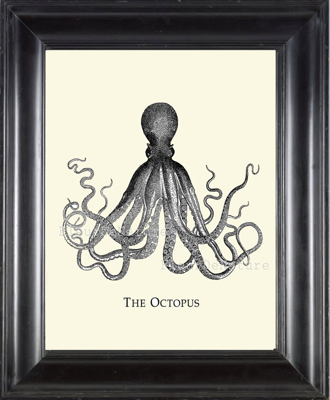 OCTOPUS 8x10 Art Print 1 Beautiful Black and White Antique Sea - Etsy