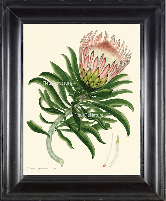 BOTANICAL PRINT ANDREWS 8x10 Botanical Art Print 1 Antique - Etsy