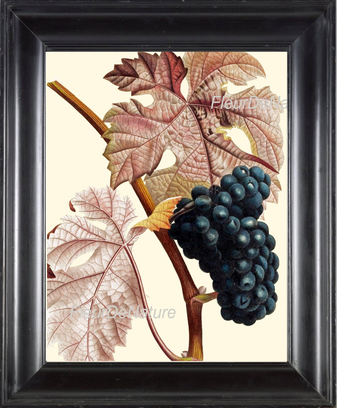 BOTANICAL FRUIT PRINT Poiteau 8x10 Botanical Art Print 35 Beautiful ...