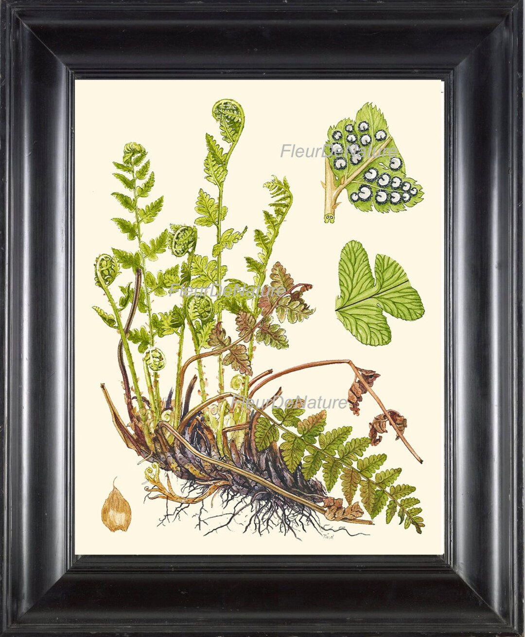 Fern Print Botanical Art Print 4 Antique Beautiful Green Ferns Roots ...