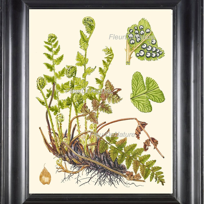 Large Botanical Prints - Etsy