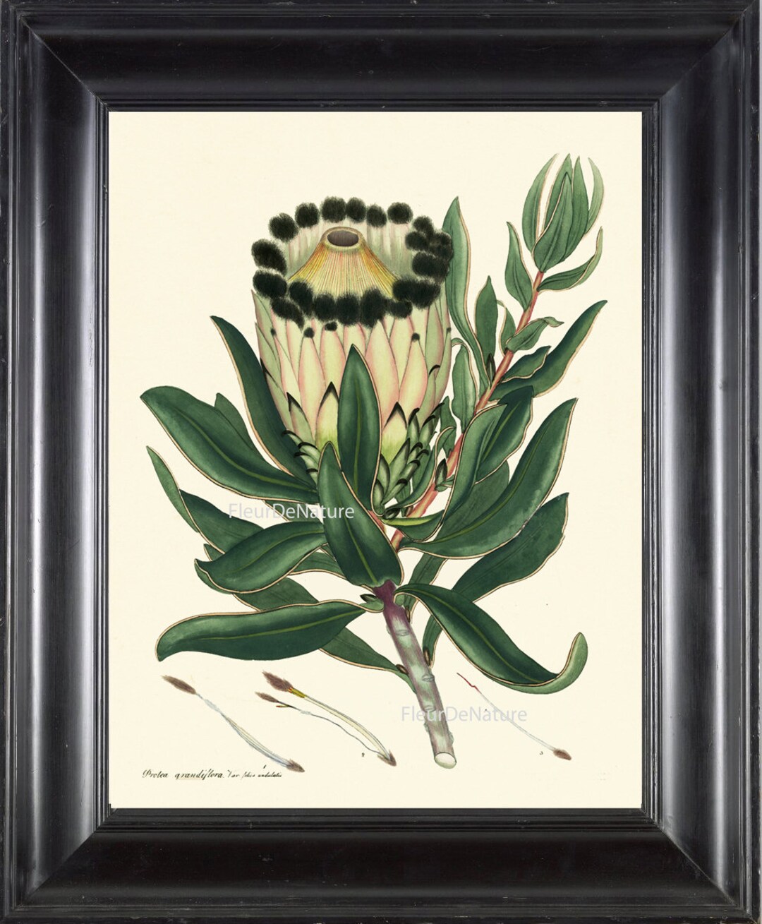 BOTANICAL PRINT ANDREWS Botanical Art Print 7 Antique Blooming Protea ...