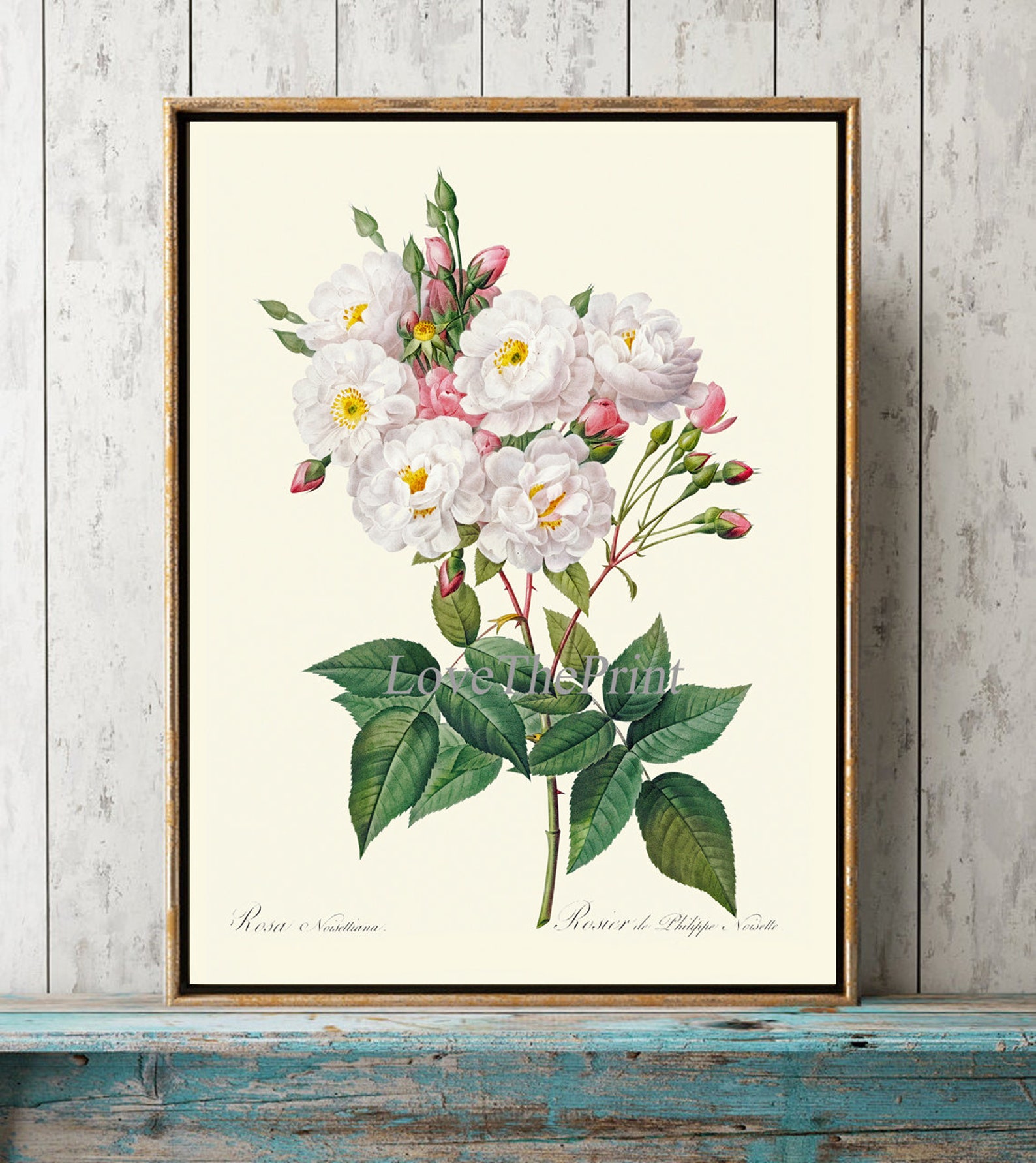 Vintage Roses Botanical Print SET of 4 Wall Art Prints Antique - Etsy