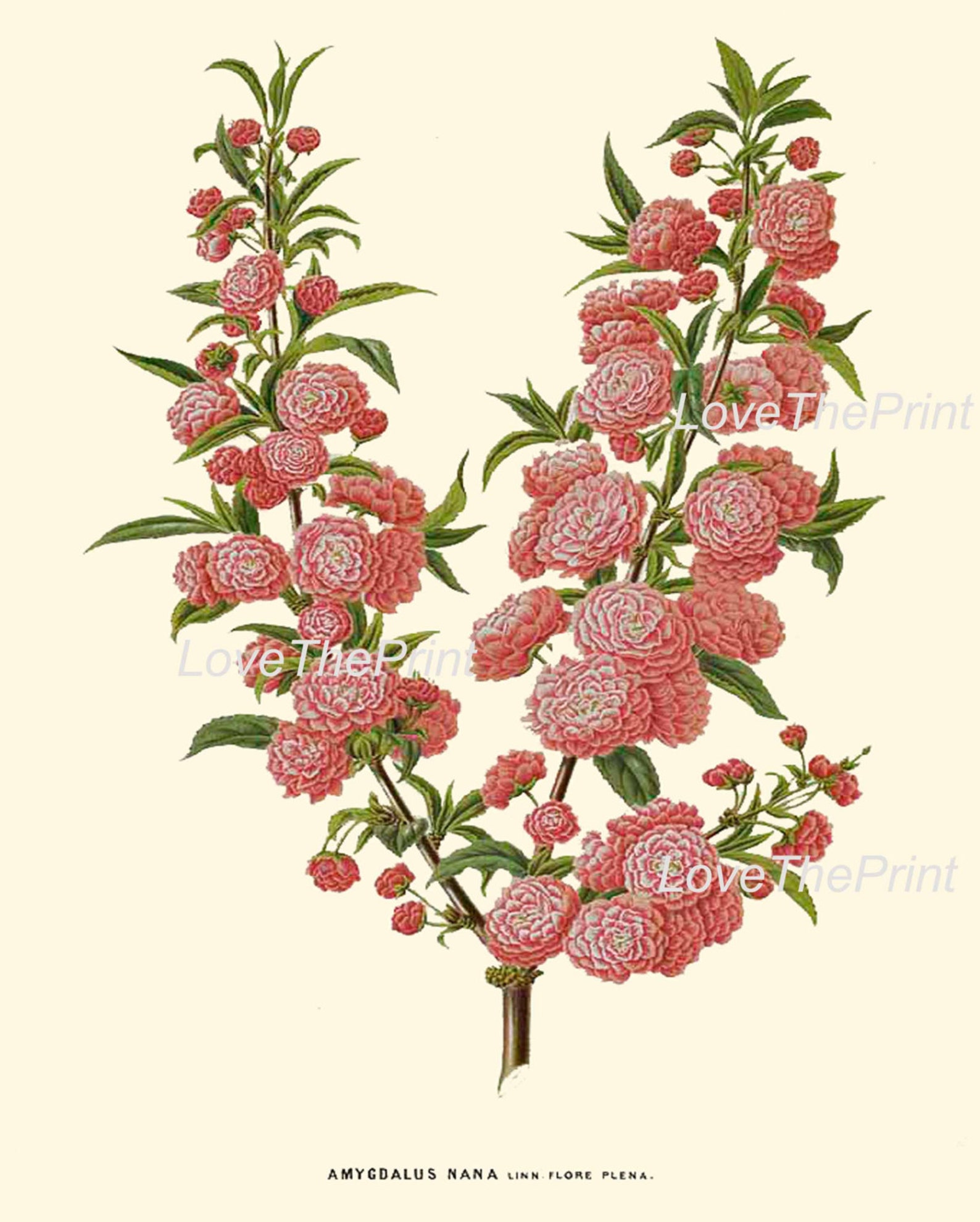 Antique Botanical Flower Print SET of 9 Art Print Beautiful - Etsy