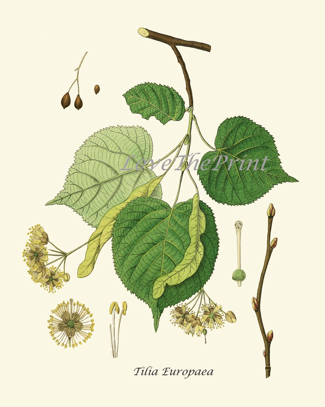 Trees Botanical Print SET of 4 Wall Art Prints Beautiful Antique ...