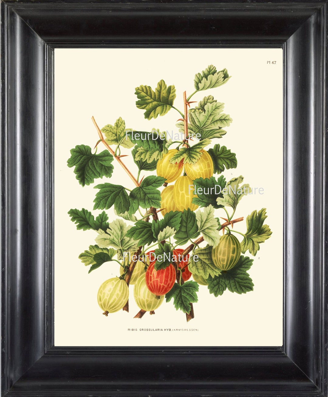 BOTANICAL PRINT Wendel 8x10 Botanical Art Print 32 Beautiful Gooseberry ...