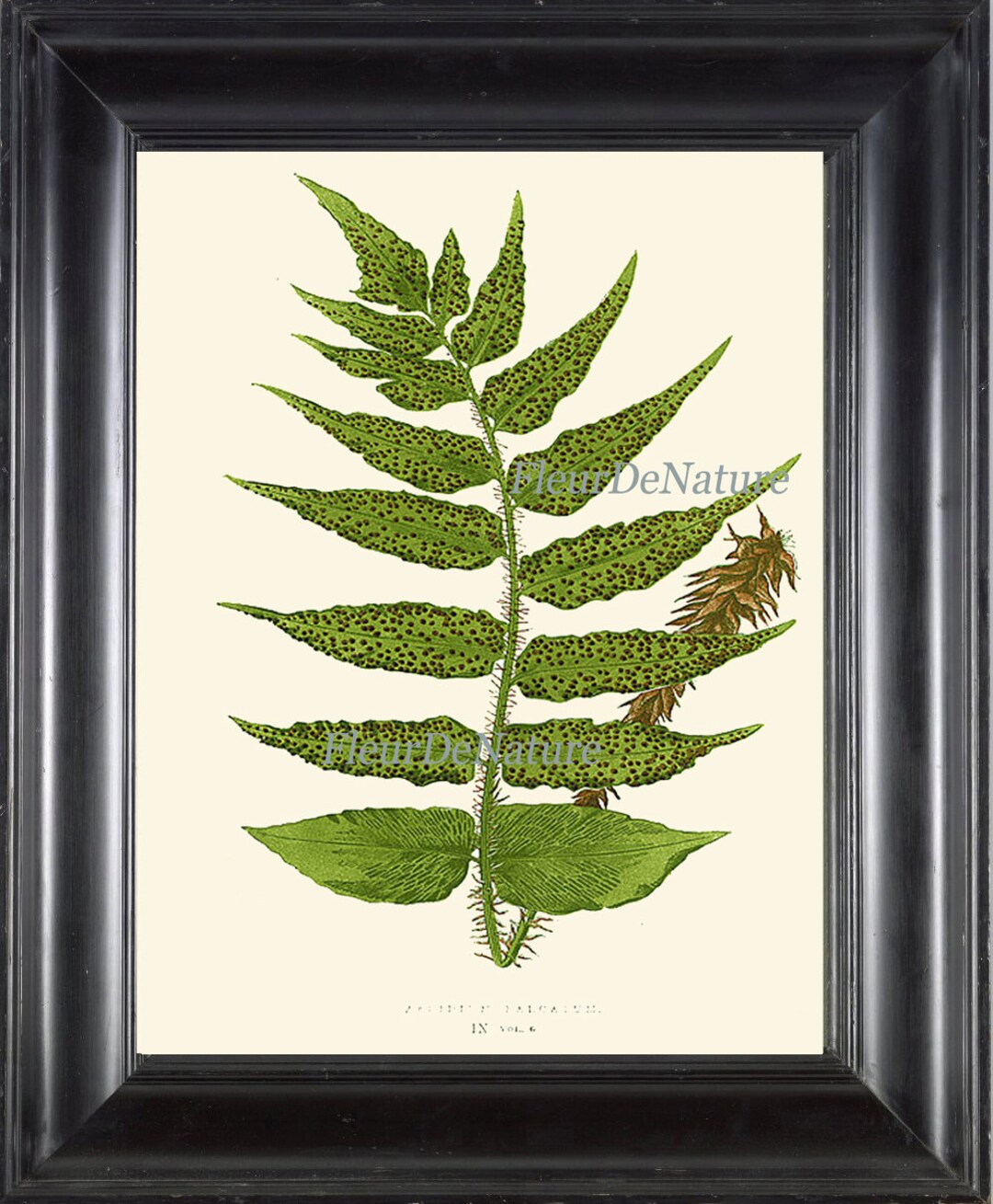 Fern Print Botanical Art 8 Antique Beautiful Green Ferns Forest Summer ...