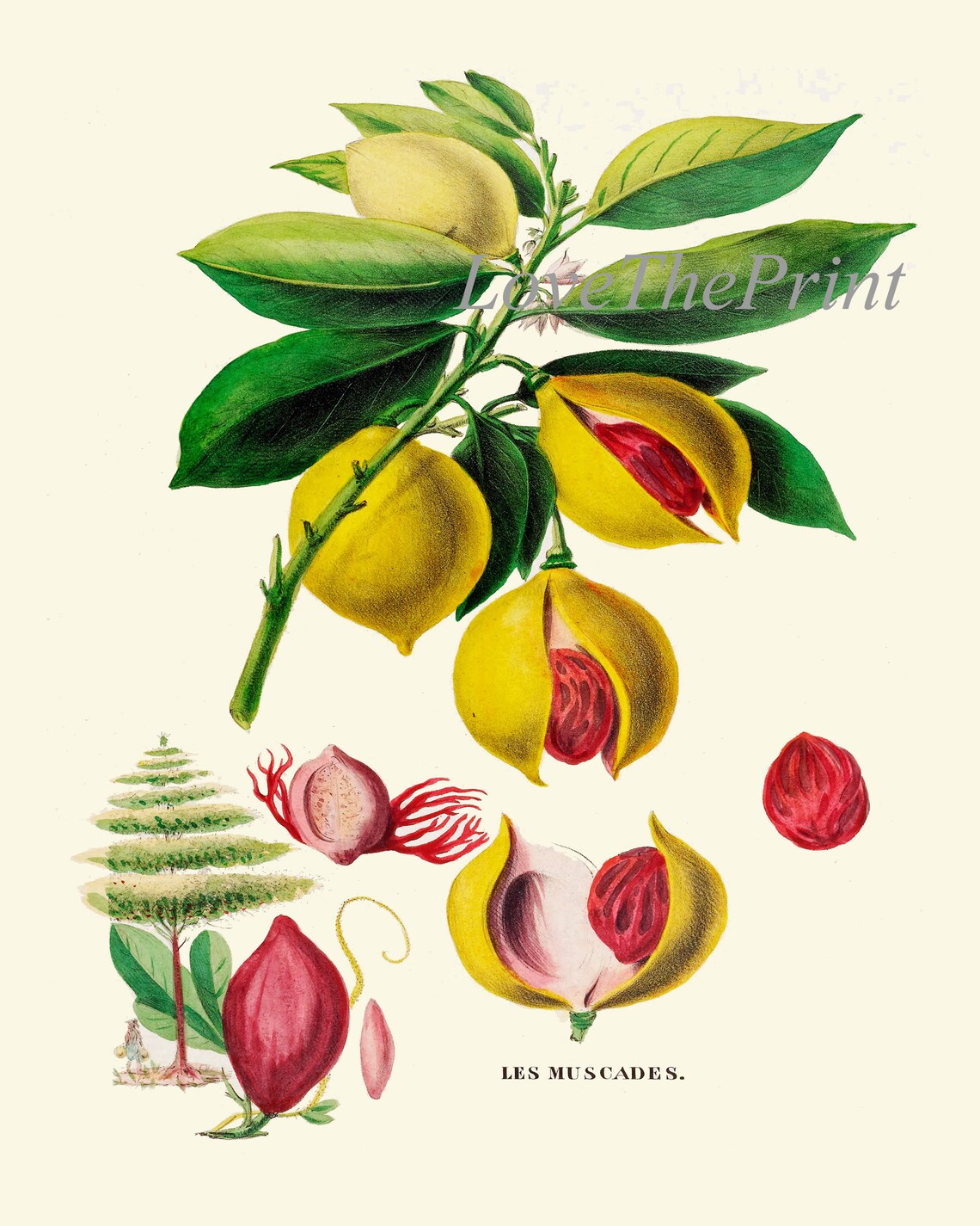 Nutmeg Exotic Botanical Print DE29 Wall Art Beautiful Antique | Etsy