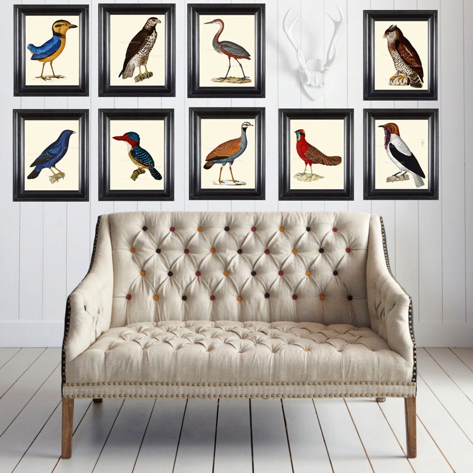 BIRD PRINT 8X10 Art Print 10 Antique Beautiful Colored Ayam Alas Cock ...