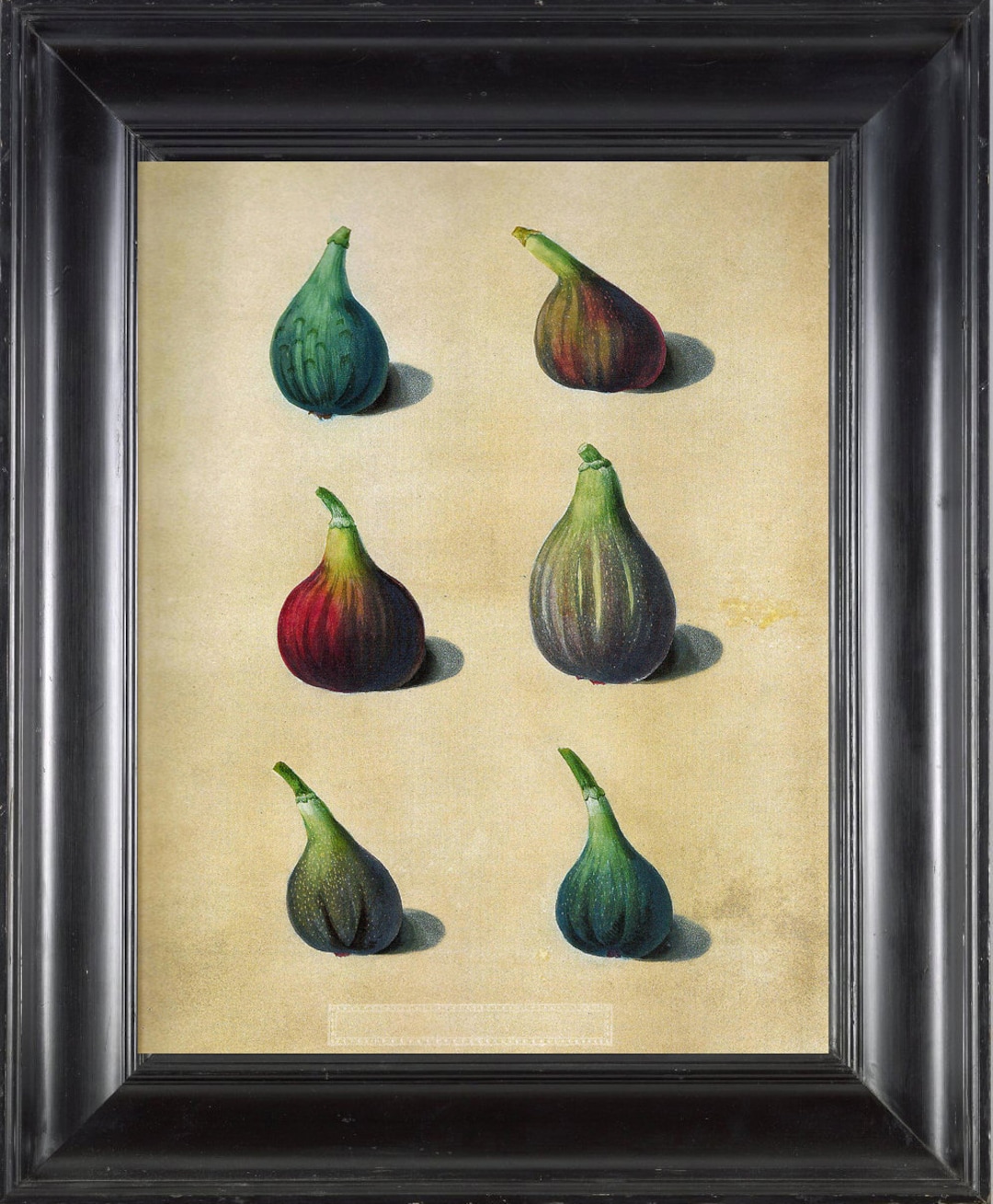 FRUIT PRINT Figs 8X10 Botanical Art Print 10 Antique Brookshaw ...