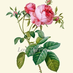 Rose Flower Botanical Wall Art Print Set of 6 Prints Beautiful Antique ...