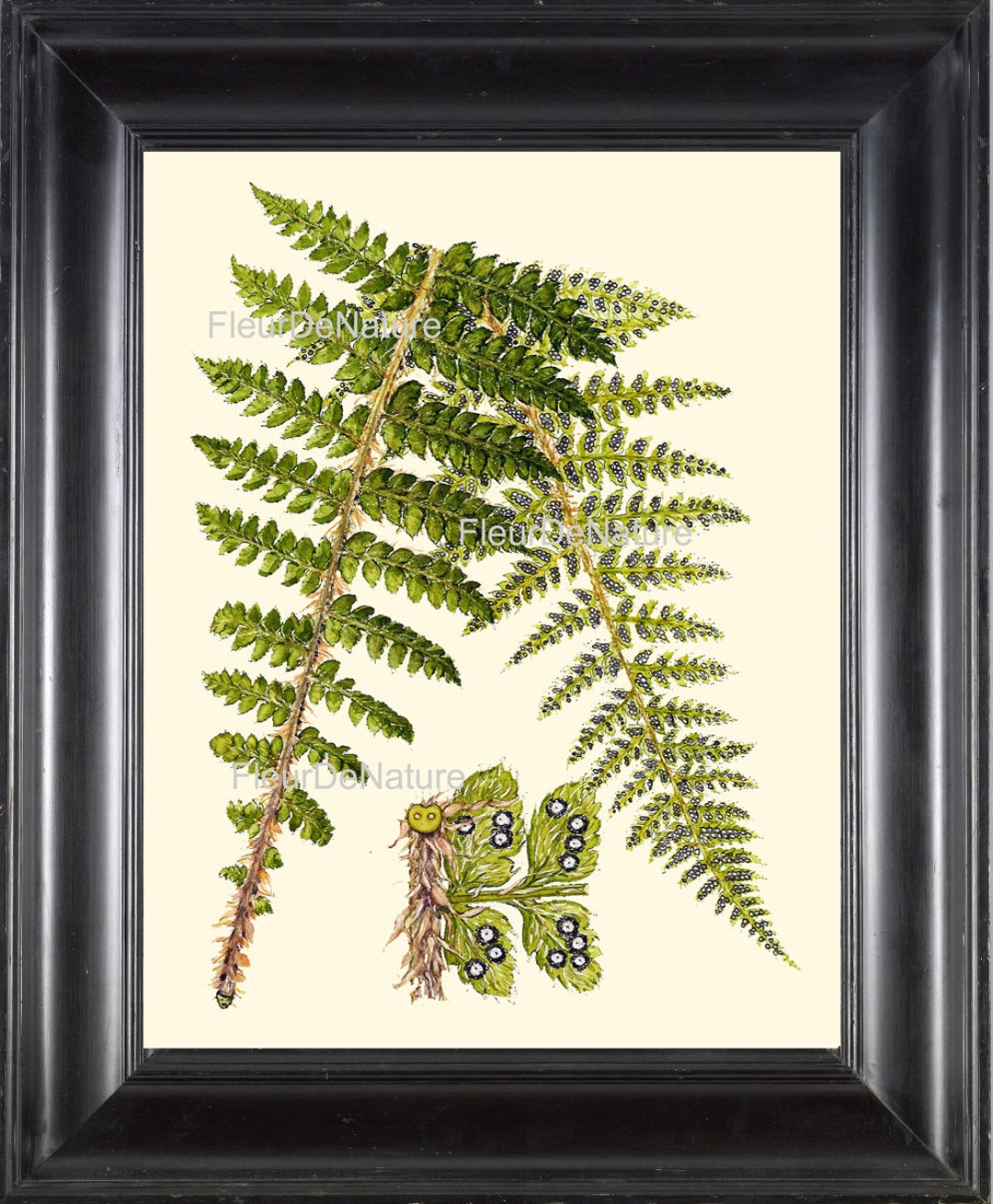 FERN PRINT Lindman 8X10 Botanical Art Print 20 Antique Beautiful Green ...