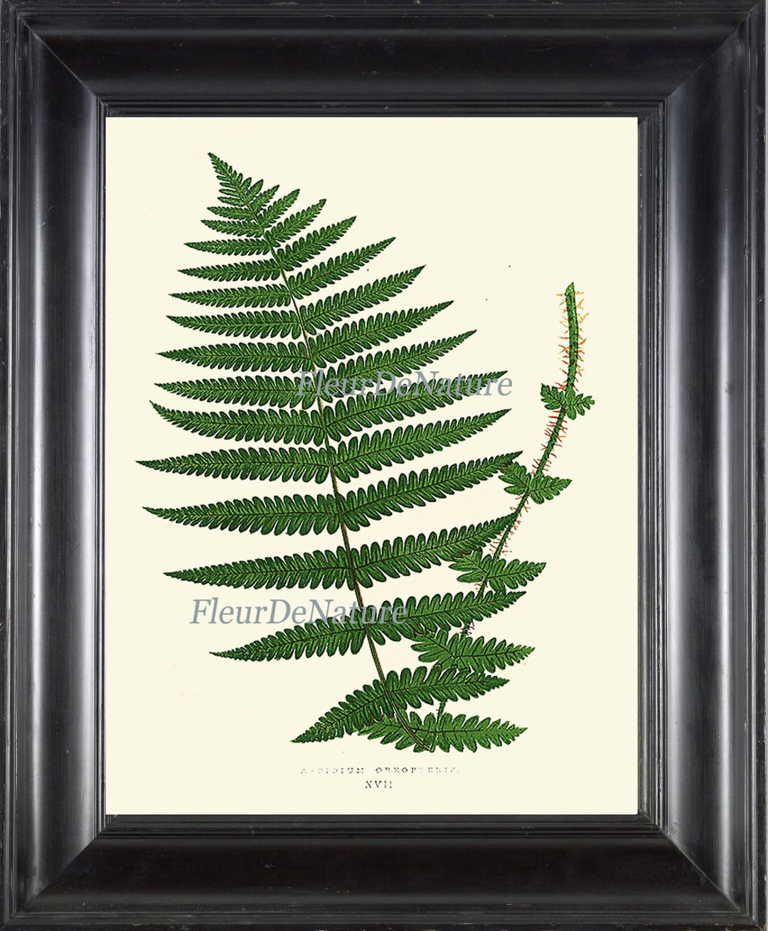 Botanical Fern Print Wall Art 11 Antique Beautiful Green Ferns Forest ...