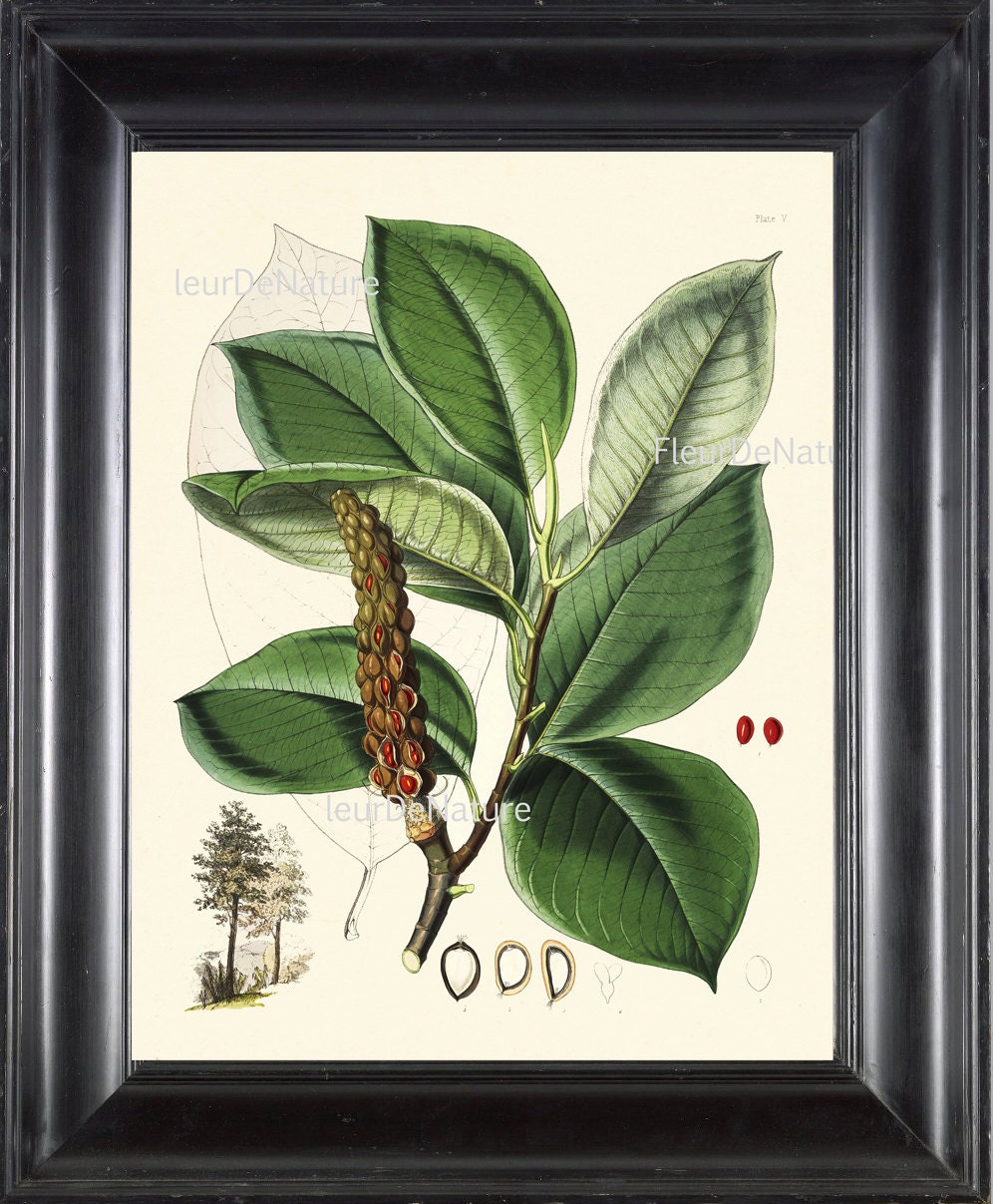 BOTANICAL PRINT Fitch 8x10 Botanical Art Print 5 Beautiful - Etsy