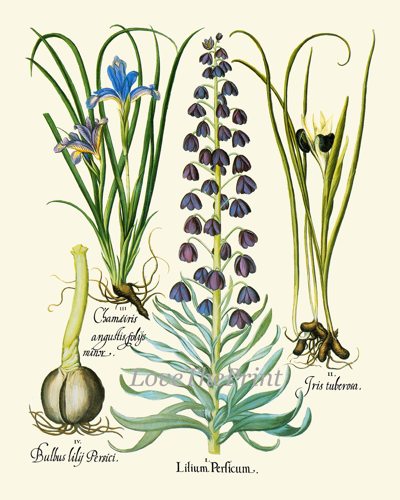 Botanical Print 023 Beautiful Besler Blue Purple Iris Lily - Etsy