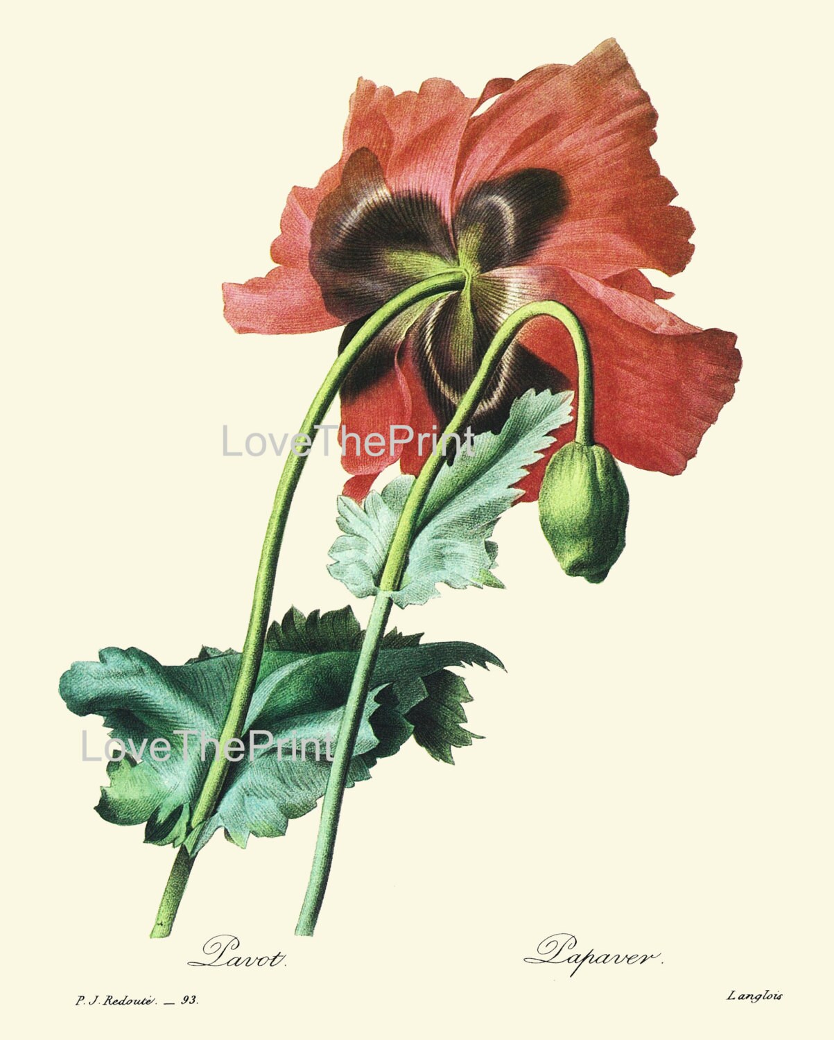 BOTANICAL Print SET Of 6 Art Prints 8x10 Beautiful Red White Papaver ...
