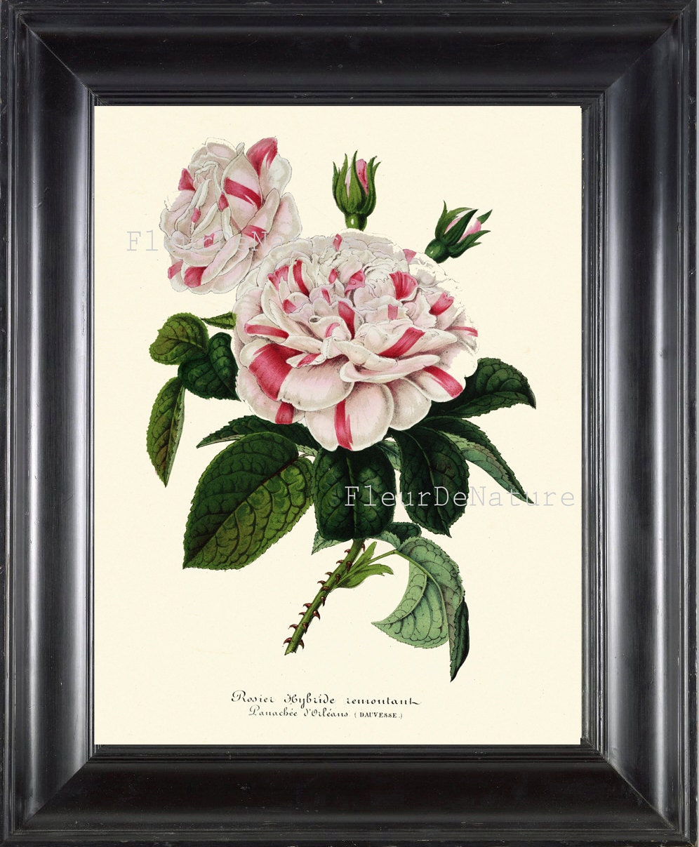 White Pink Roes BOTANICAL PRINT Wall Art H64 Beautiful Antique Vintage ...