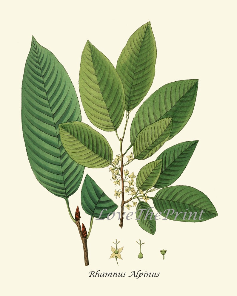 Green Trees Botanical Print SET of 6 Tree Prints Wall Art - Etsy