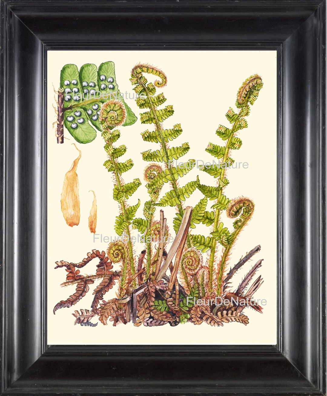 Botanical Fern Art Print 16 Antique Beautiful Green Fern Forest Summer ...