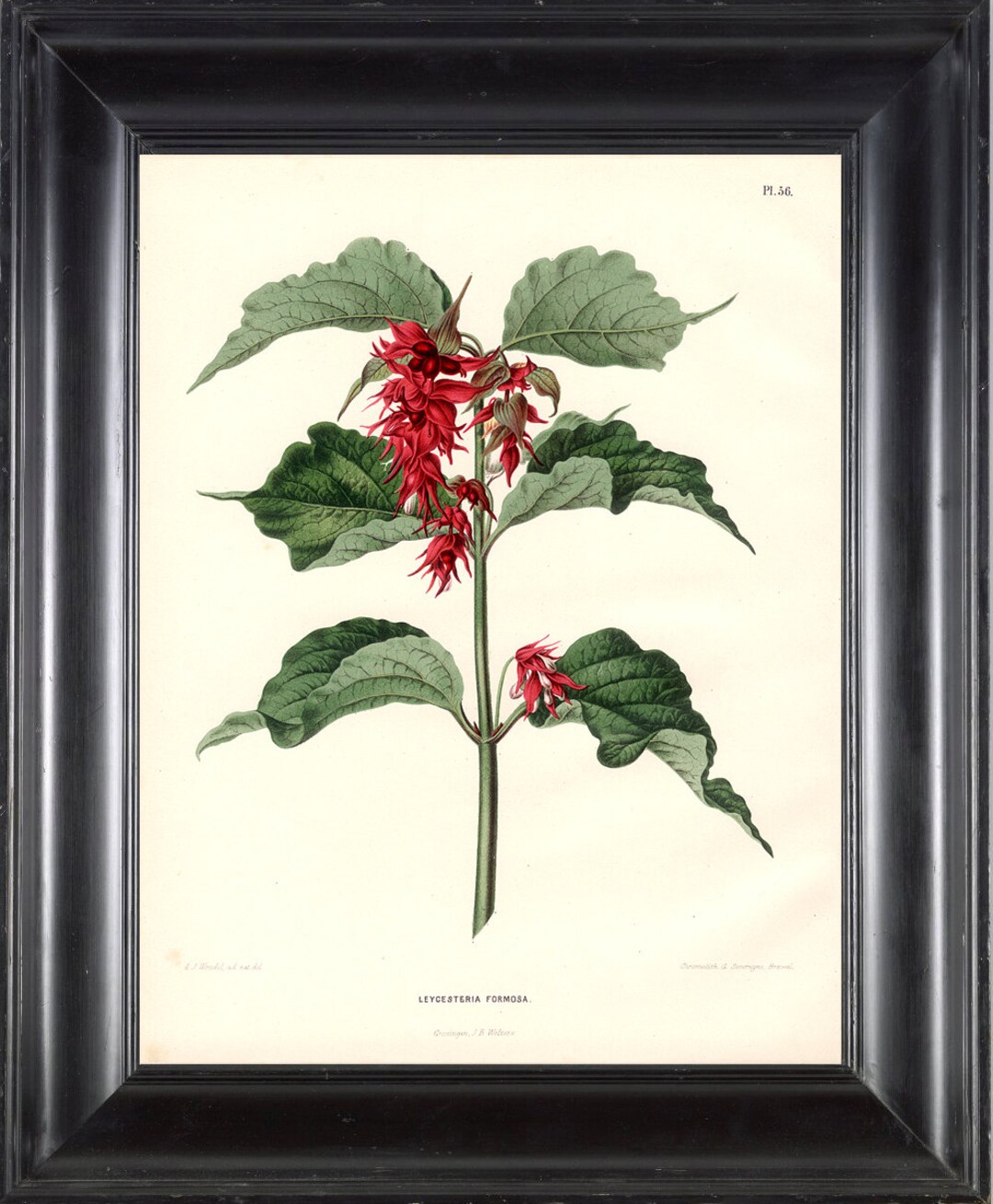 BOTANICAL PRINT Wendel 8x10 Botanical Art Print 28 Beautiful Antique ...