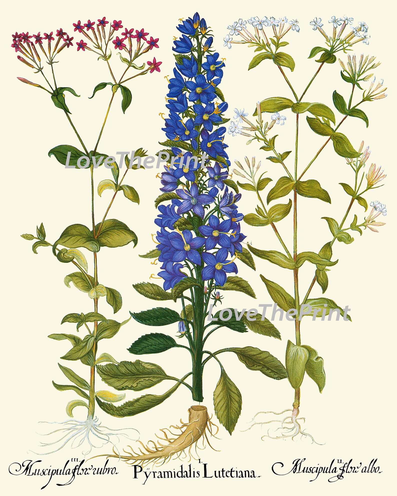 Blue Botanical Flower Print Set of 12 Besler Wall Art - Etsy