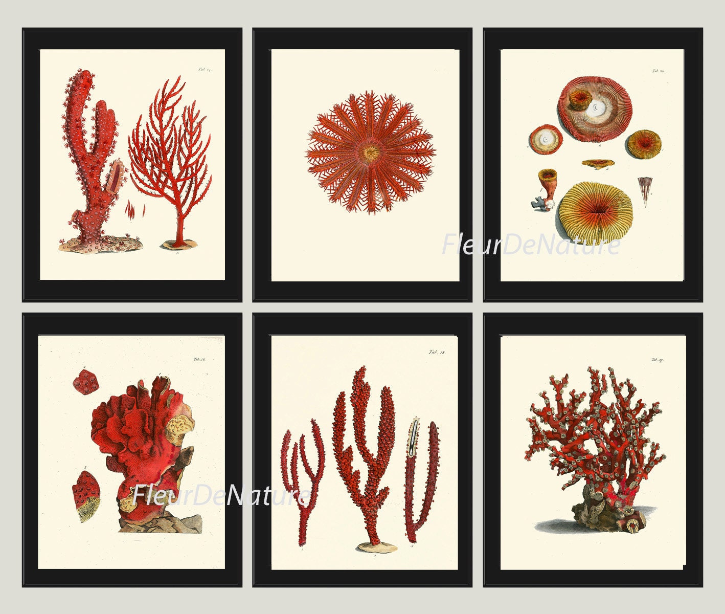 Red Coral Print SET of 6 Art Prints 8X10 Ellis Sea Ocean - Etsy