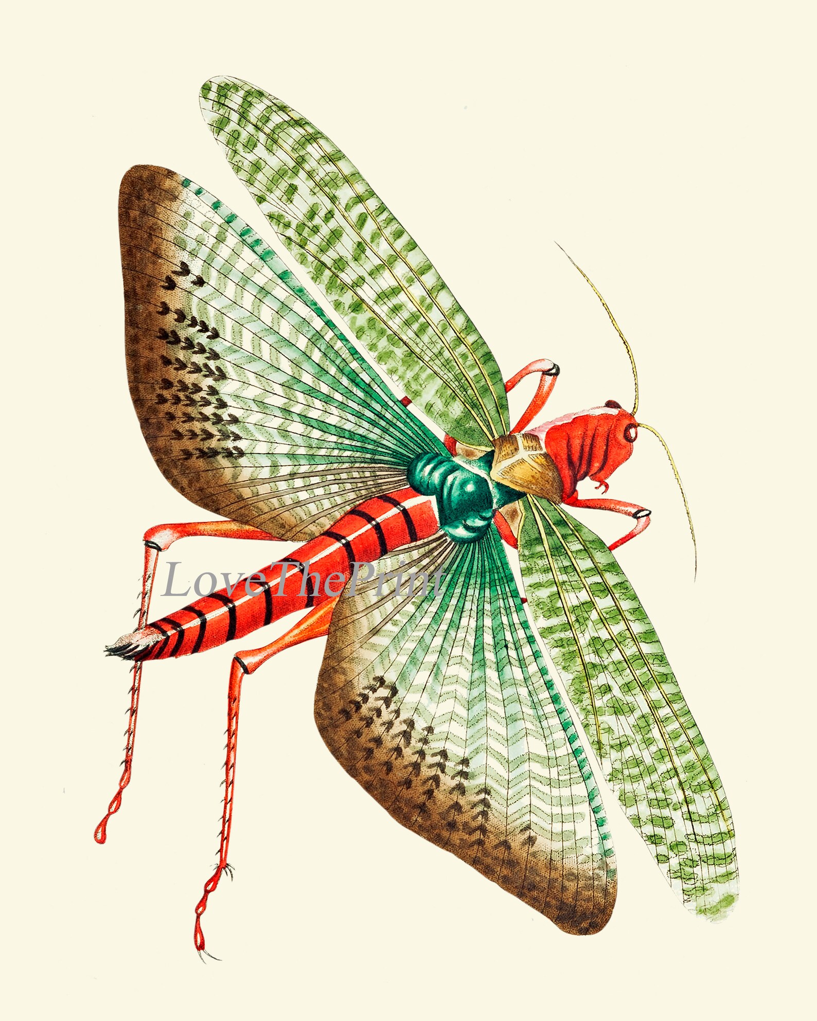 Locust Print SET of 4 Wall Art Prints Beautiful Pink Green | Etsy