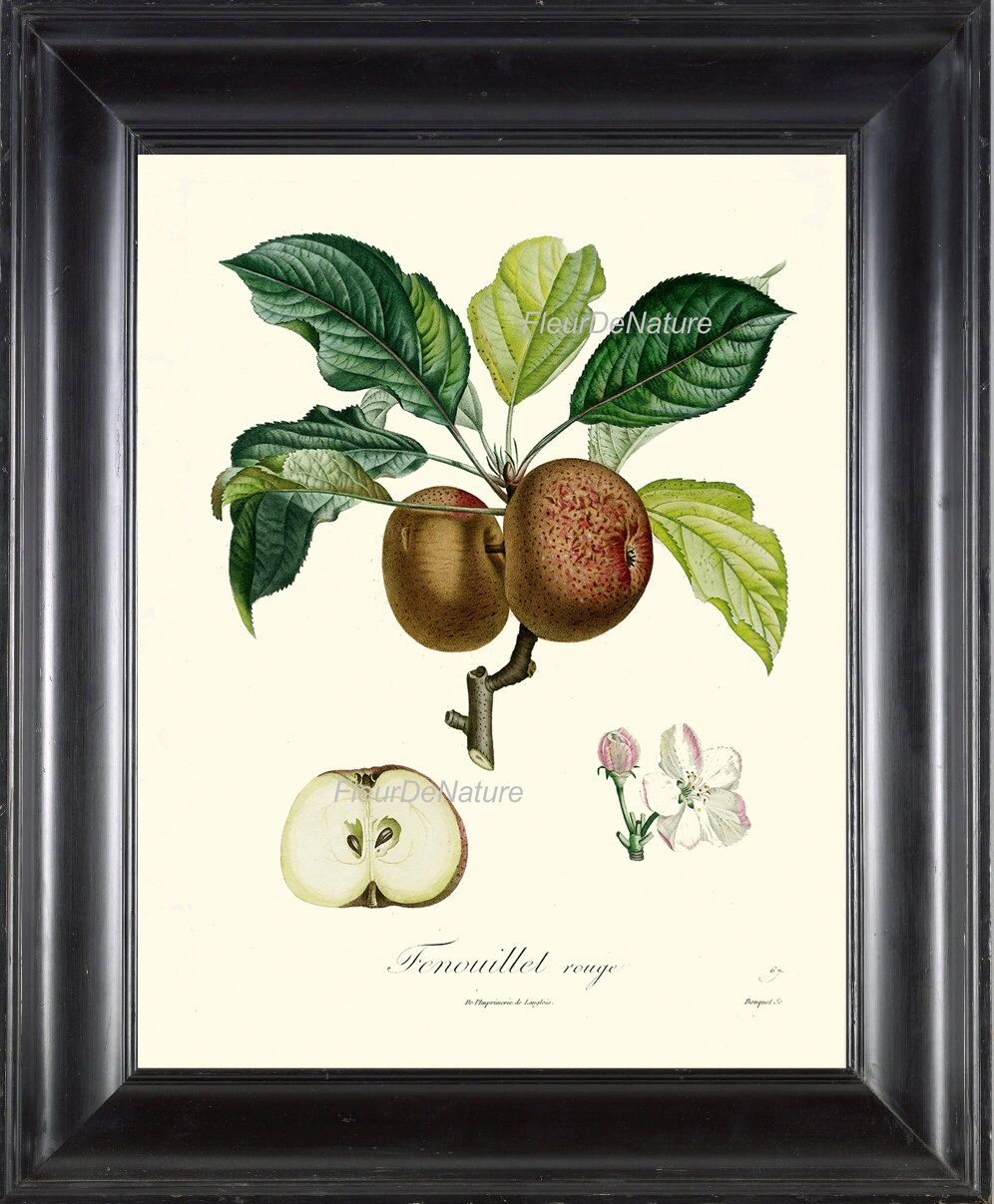 BOTANICAL FRUIT PRINT Poiteau 8x10 Botanical Art Print 31 Beautiful ...