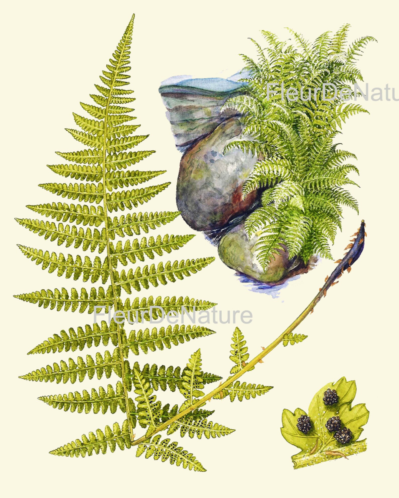 FERN Print SET of 16 Botanical Art Print Lindman Antique 8x10 - Etsy